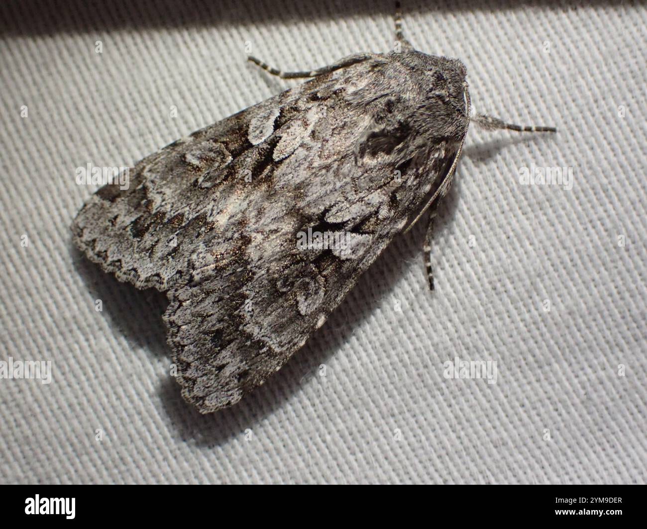 Cutworm Moths and Allies (Noctuidae Stock Photo - Alamy