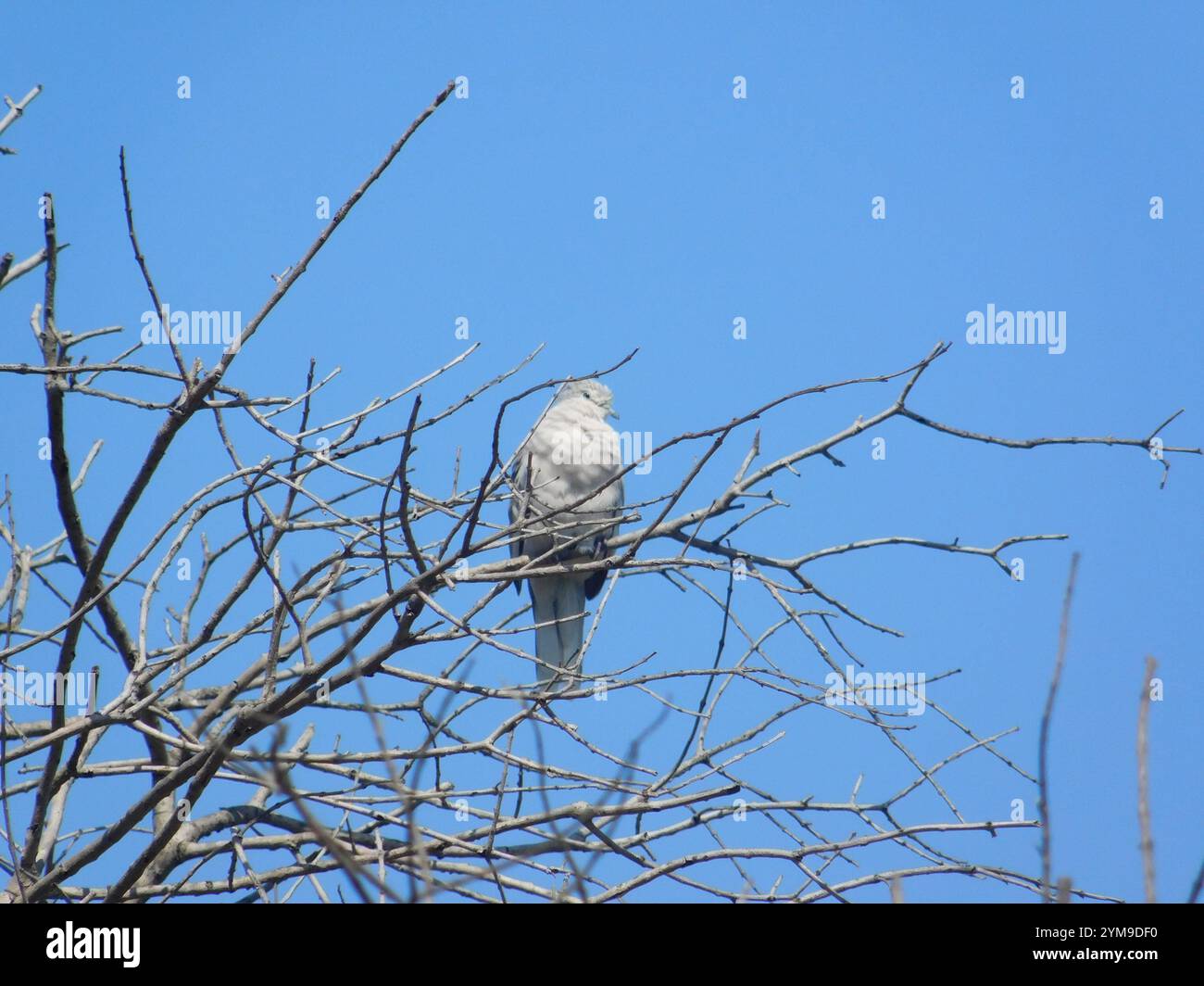 Picui ground dove columbina hi-res stock photography and images - Alamy