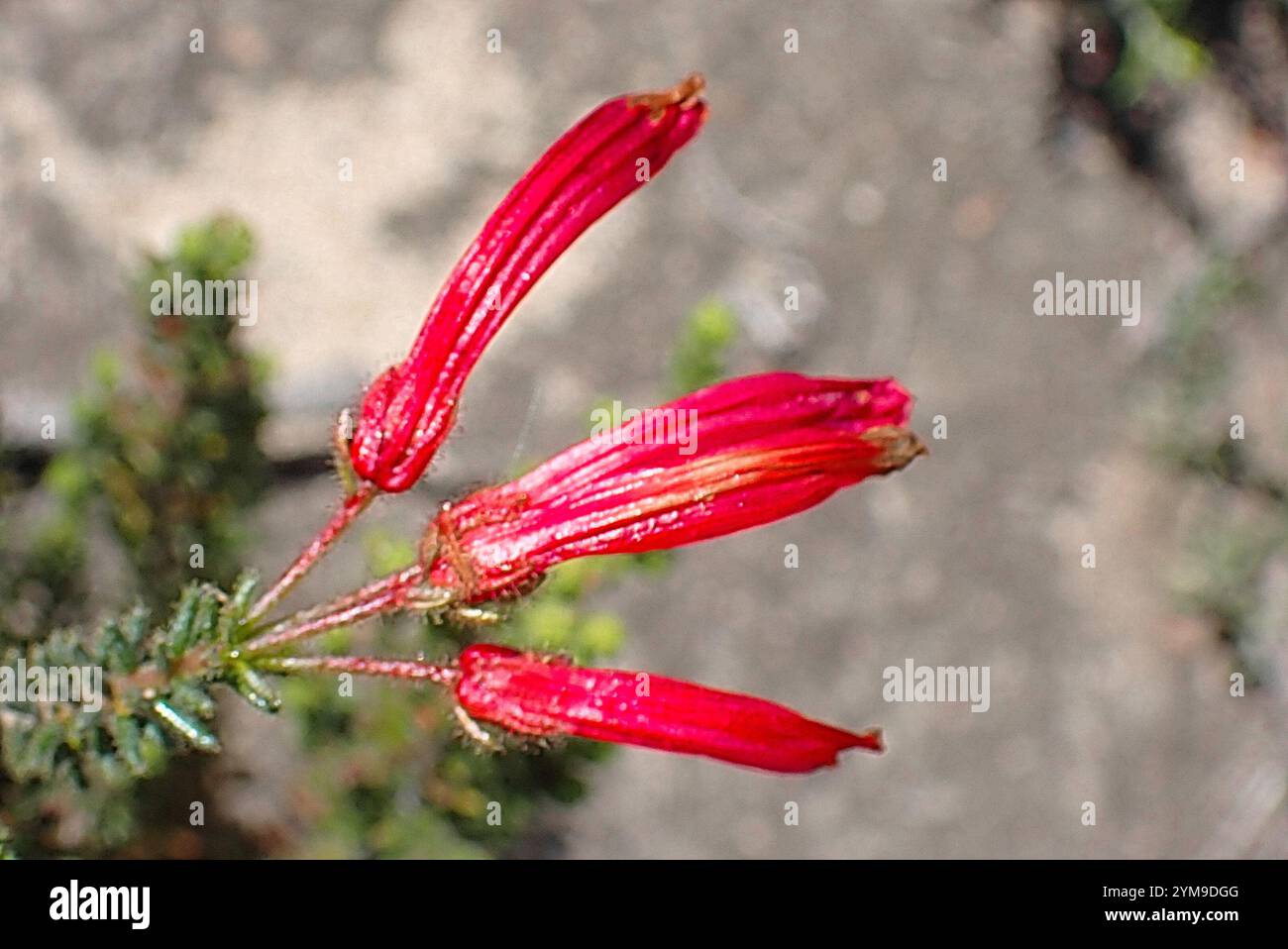 Common Glandular Heath (Erica glandulosa glandulosa Stock Photo - Alamy