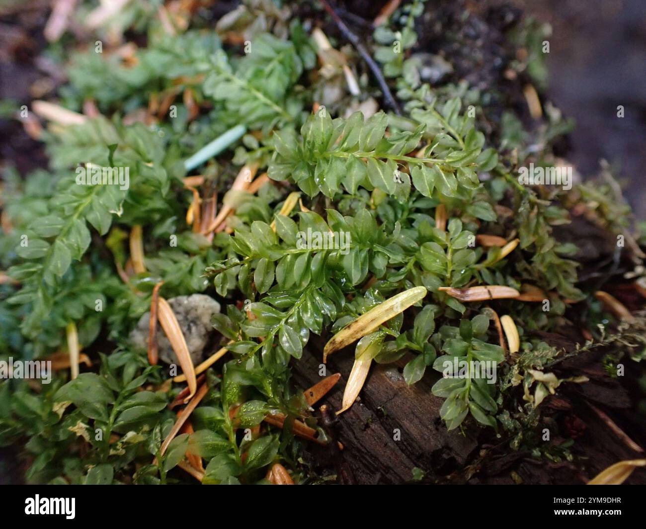Thyme and Allied Mosses (Plagiomnium Stock Photo - Alamy