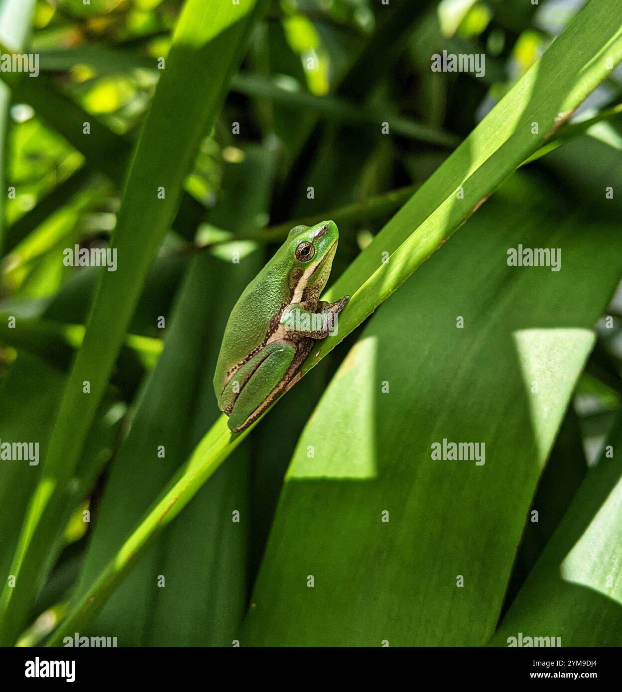Eastern Dwarf Tree Frog (Litoria fallax Stock Photo - Alamy