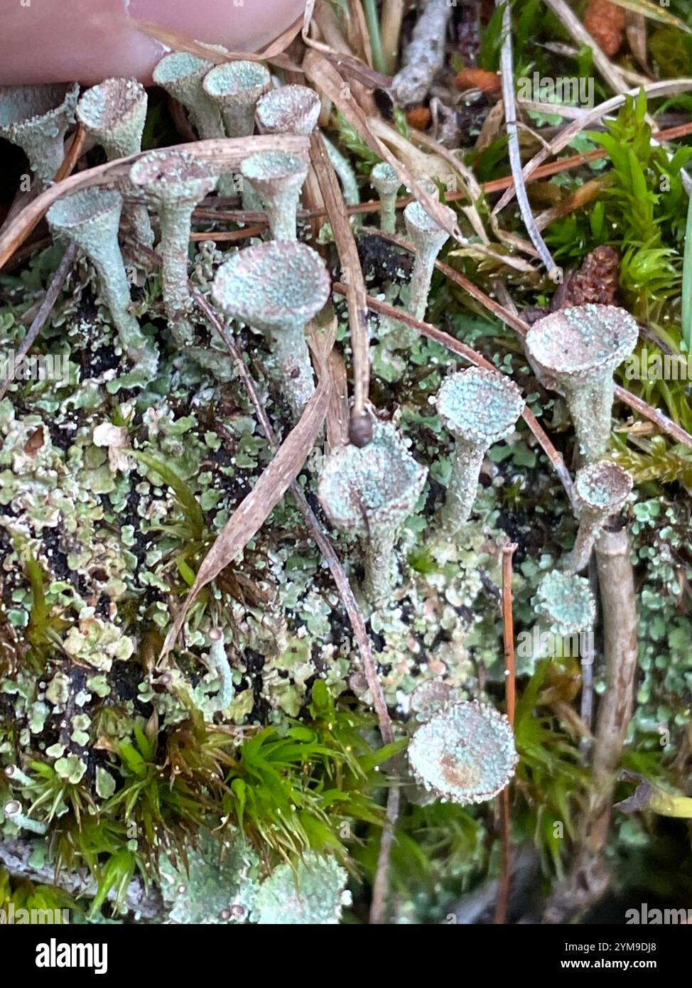 Pebbled Pixie Cup (Cladonia pyxidata Stock Photo - Alamy