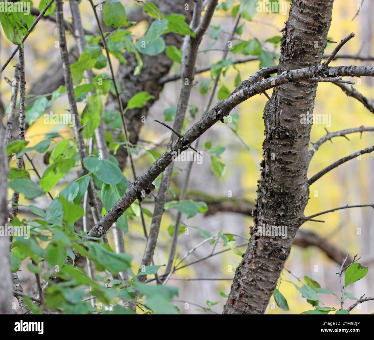 common buckthorn (Rhamnus cathartica Stock Photo - Alamy