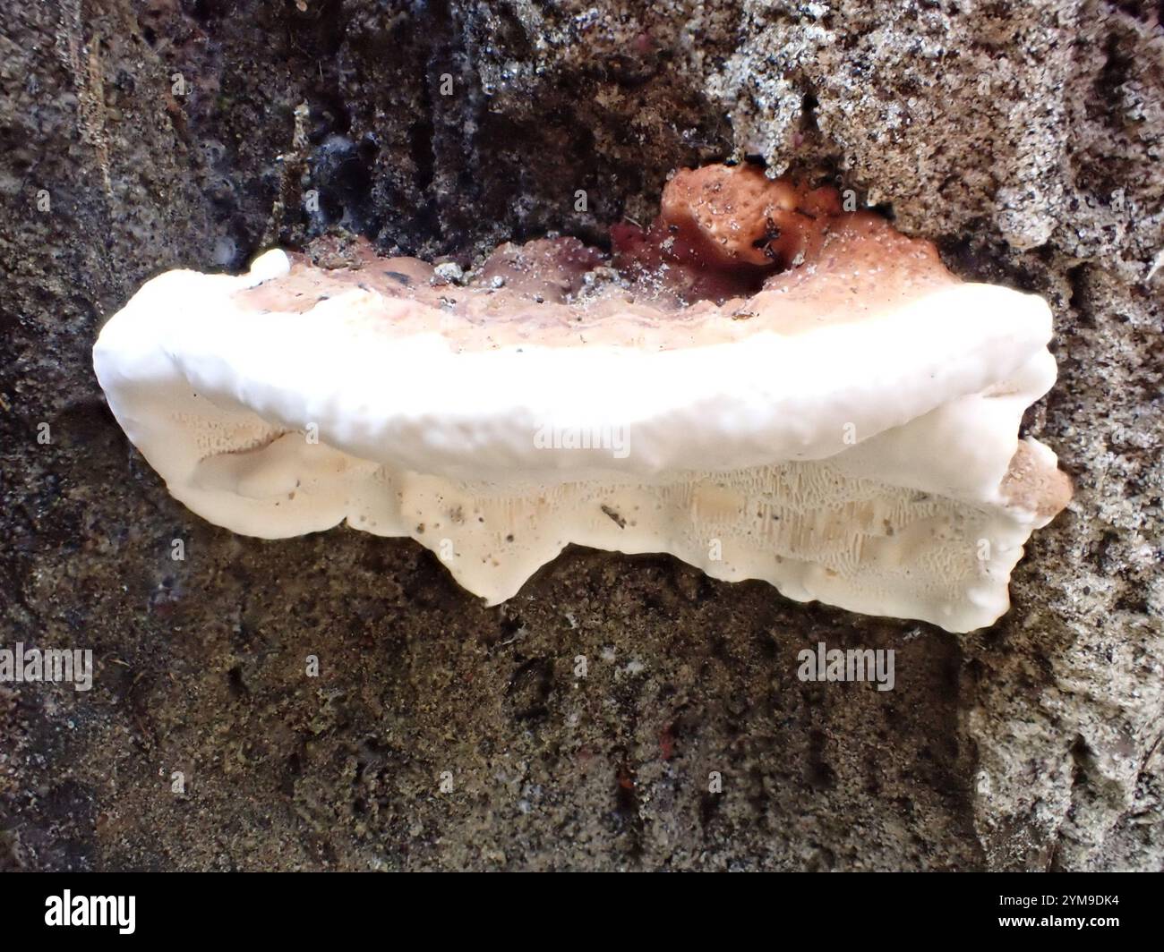 Red-banded Polypore (Fomitopsis pinicola Stock Photo - Alamy
