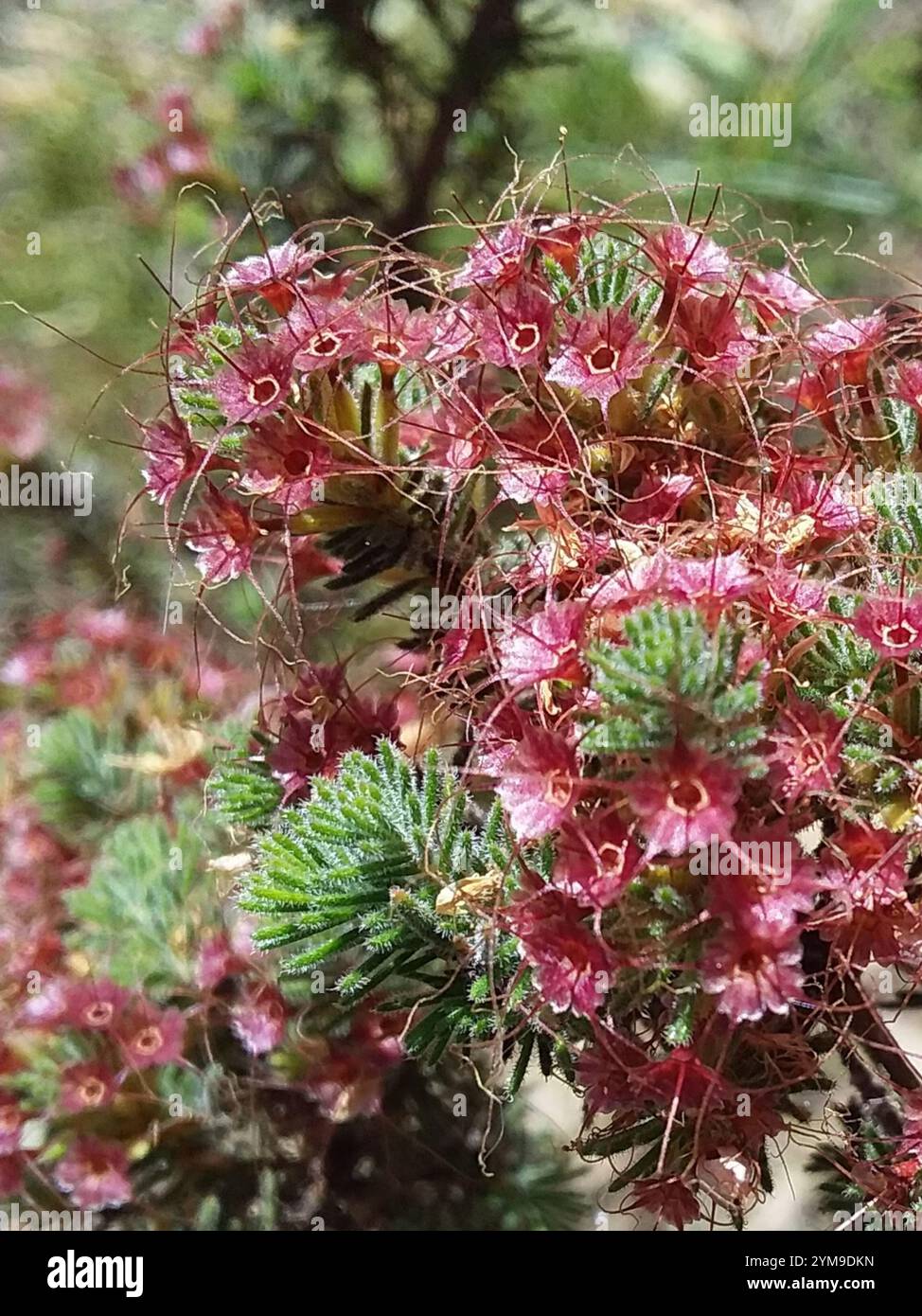 Fringe Myrtle (Calytrix tetragona Stock Photo - Alamy