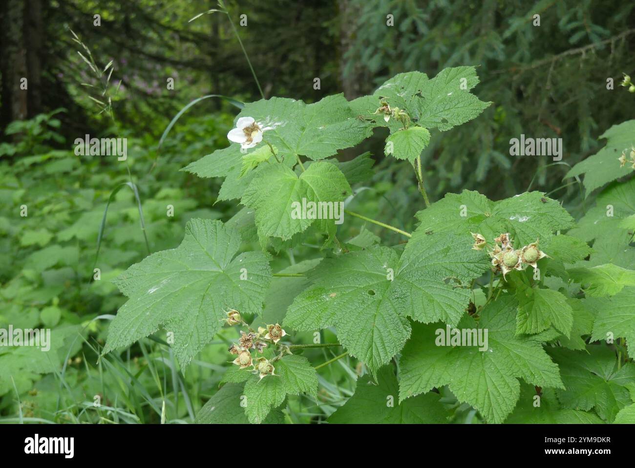 thimbleberry (Rubus parviflorus Stock Photo - Alamy