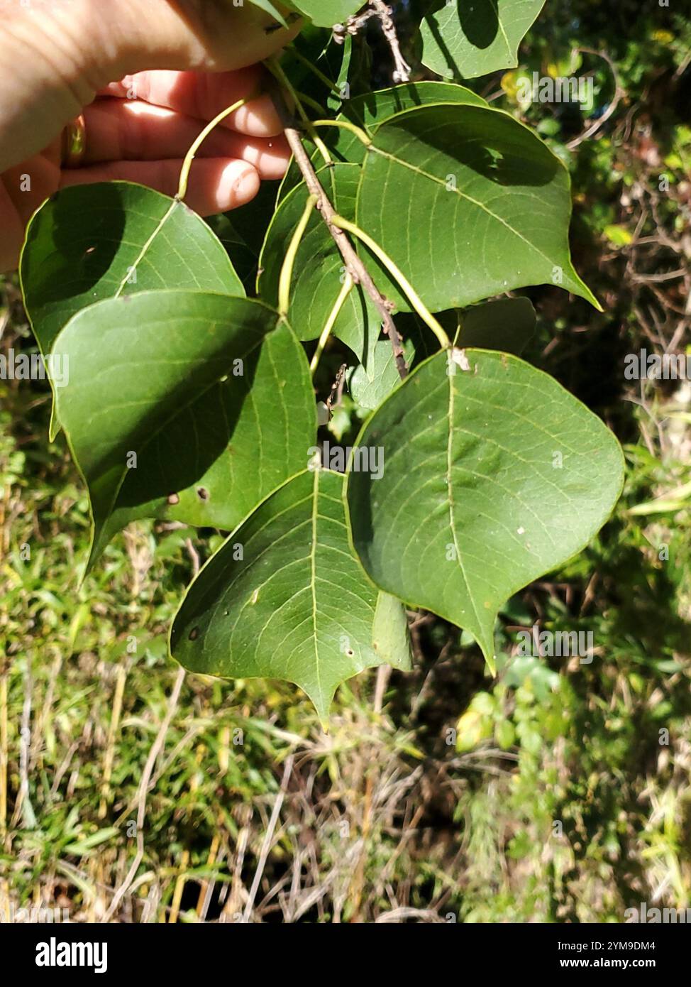 Chinese Tallow (Triadica sebifera Stock Photo - Alamy