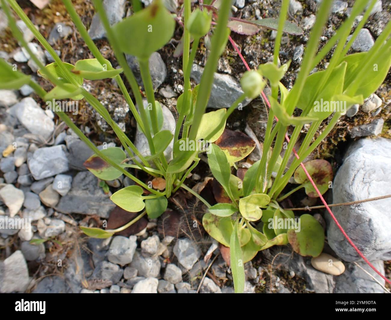marsh grass-of-Parnassus (Parnassia palustris Stock Photo - Alamy