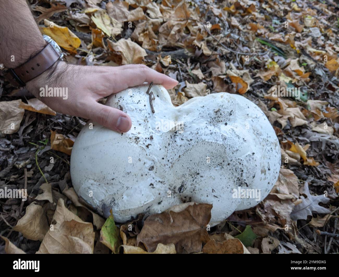 giant puffball (Calvatia gigantea Stock Photo - Alamy