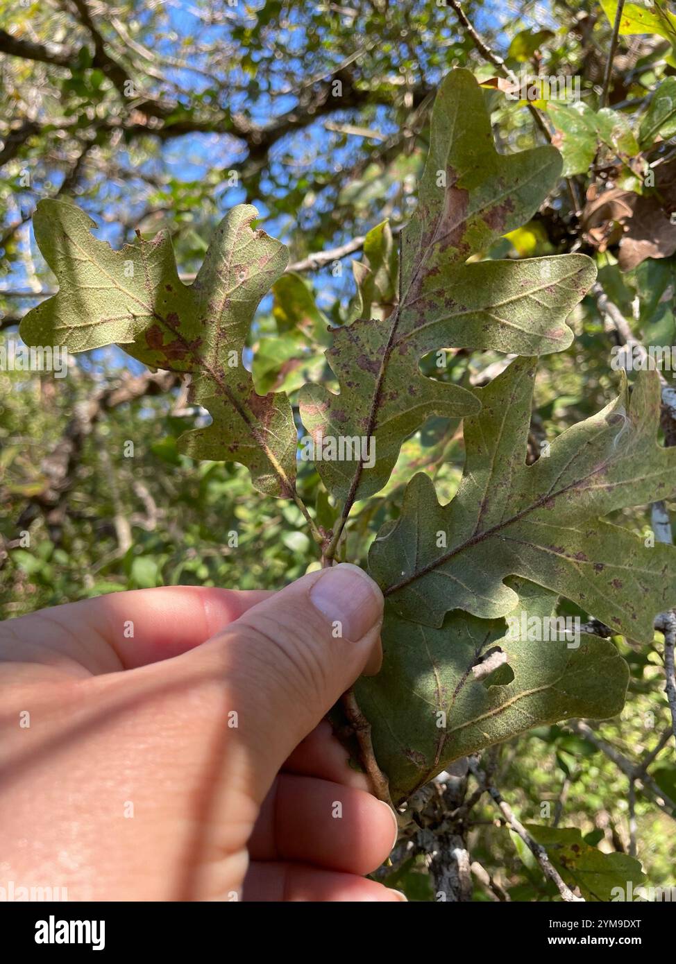 sand post oak (Quercus margaretiae Stock Photo - Alamy