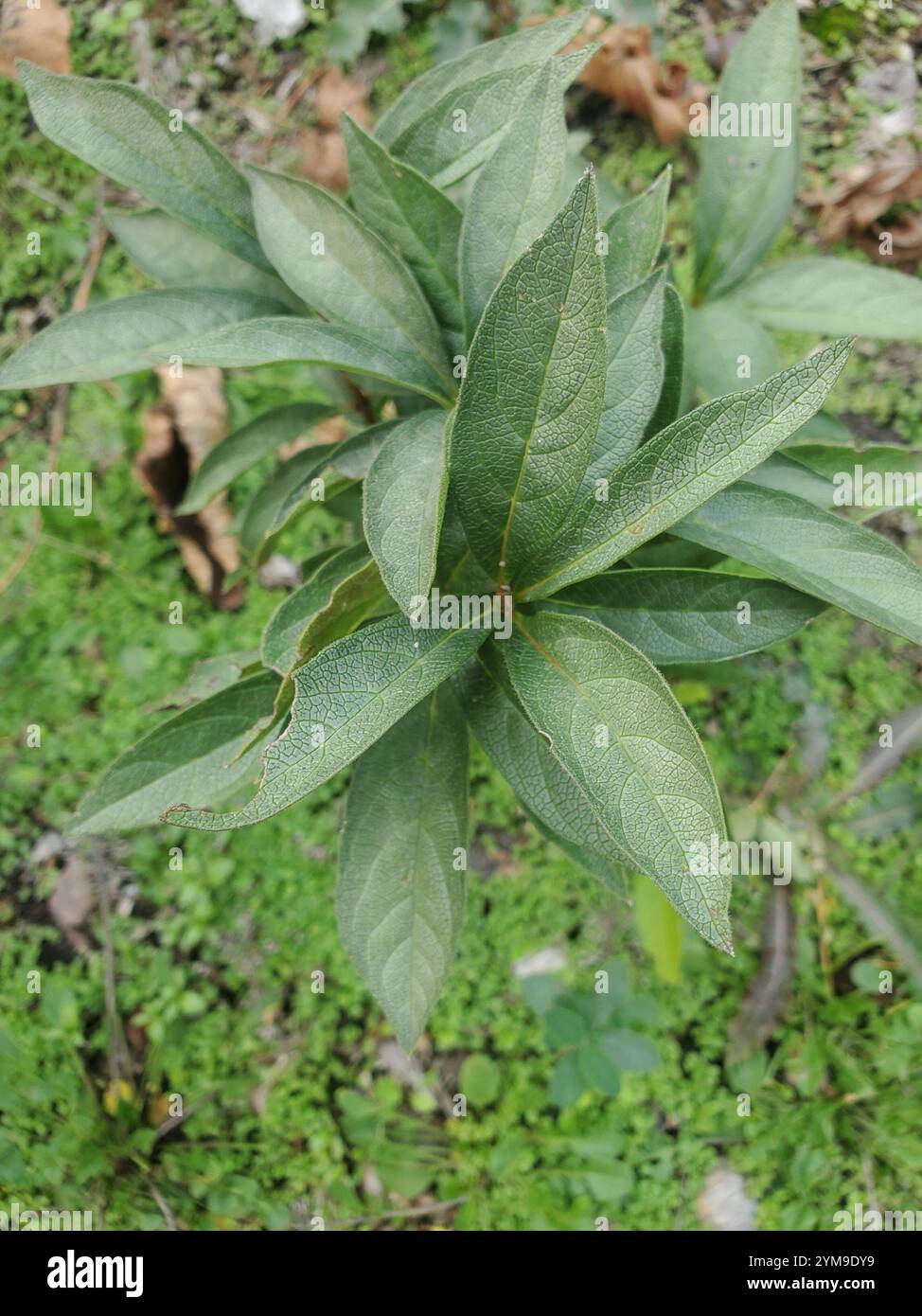 flowering plants (Angiospermae Stock Photo - Alamy