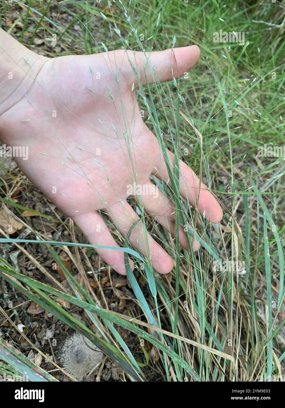 Elliott's lovegrass (Eragrostis elliottii Stock Photo - Alamy