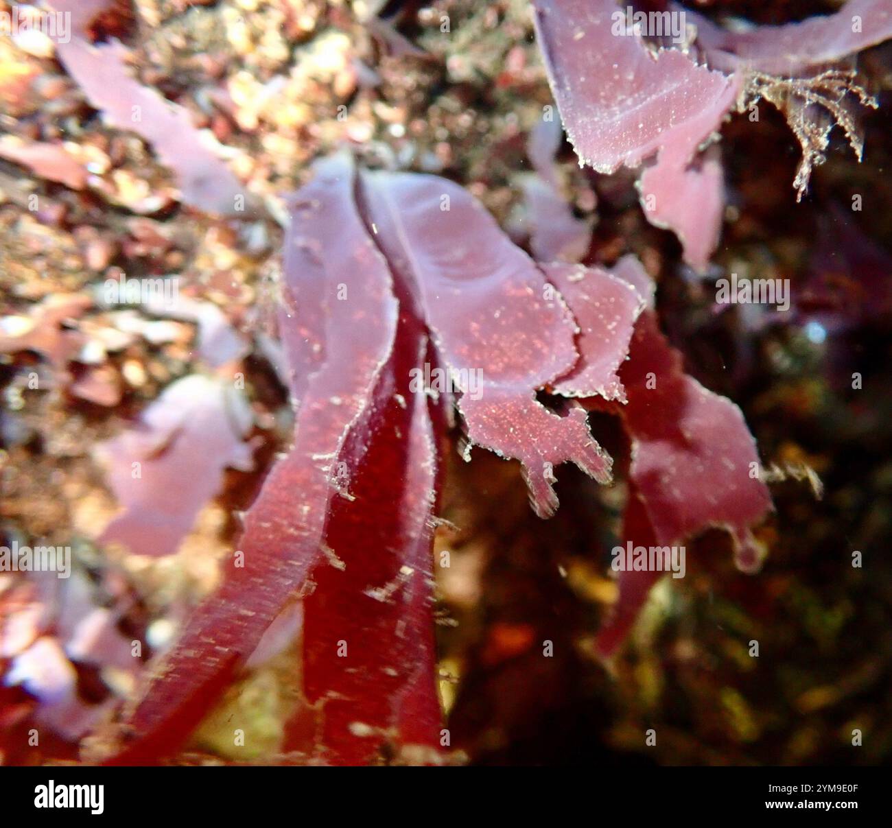 red algae (Rhodophyta Stock Photo - Alamy