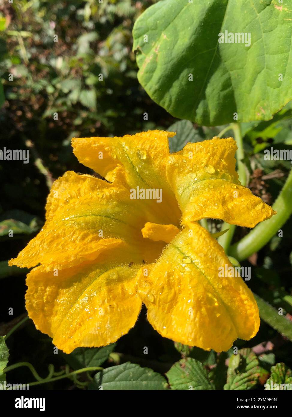 American pumpkin (Cucurbita pepo Stock Photo - Alamy