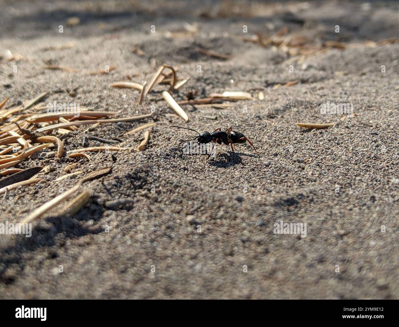Western Black Carpenter Ant (Camponotus modoc Stock Photo - Alamy