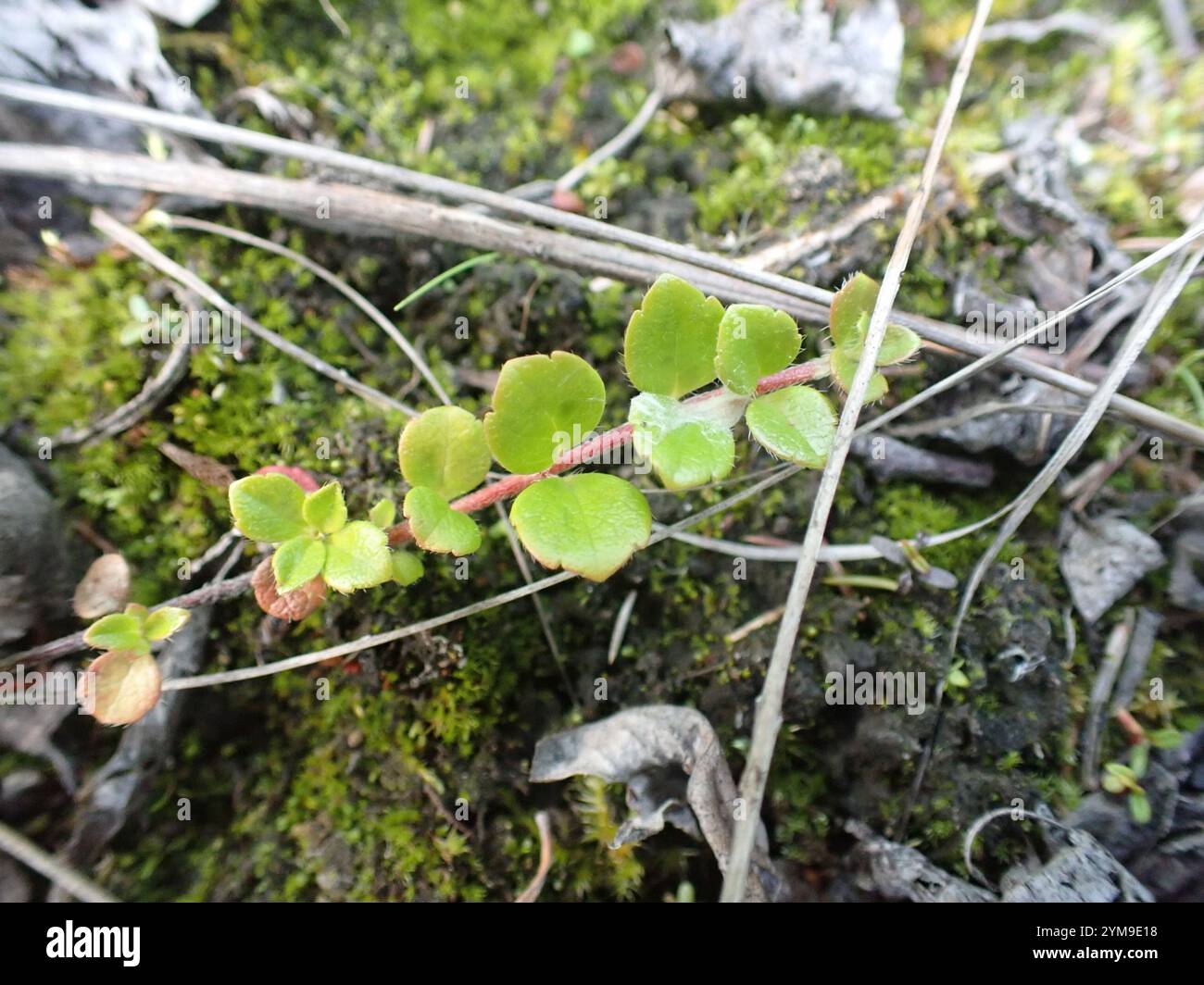 Twinflower (Linnaea borealis Stock Photo - Alamy