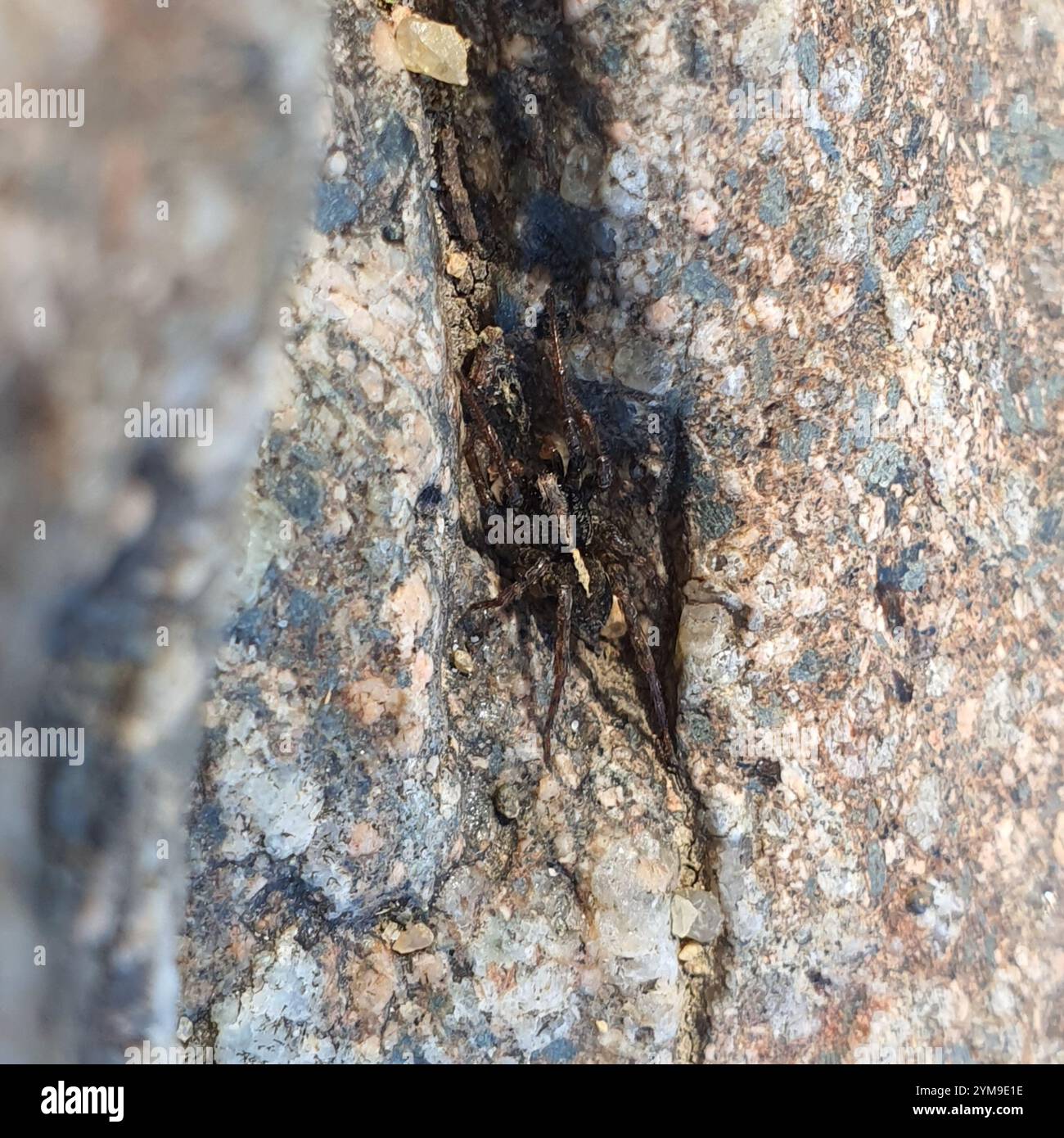 Small Striped Wolf Spiders (Artoria Stock Photo - Alamy