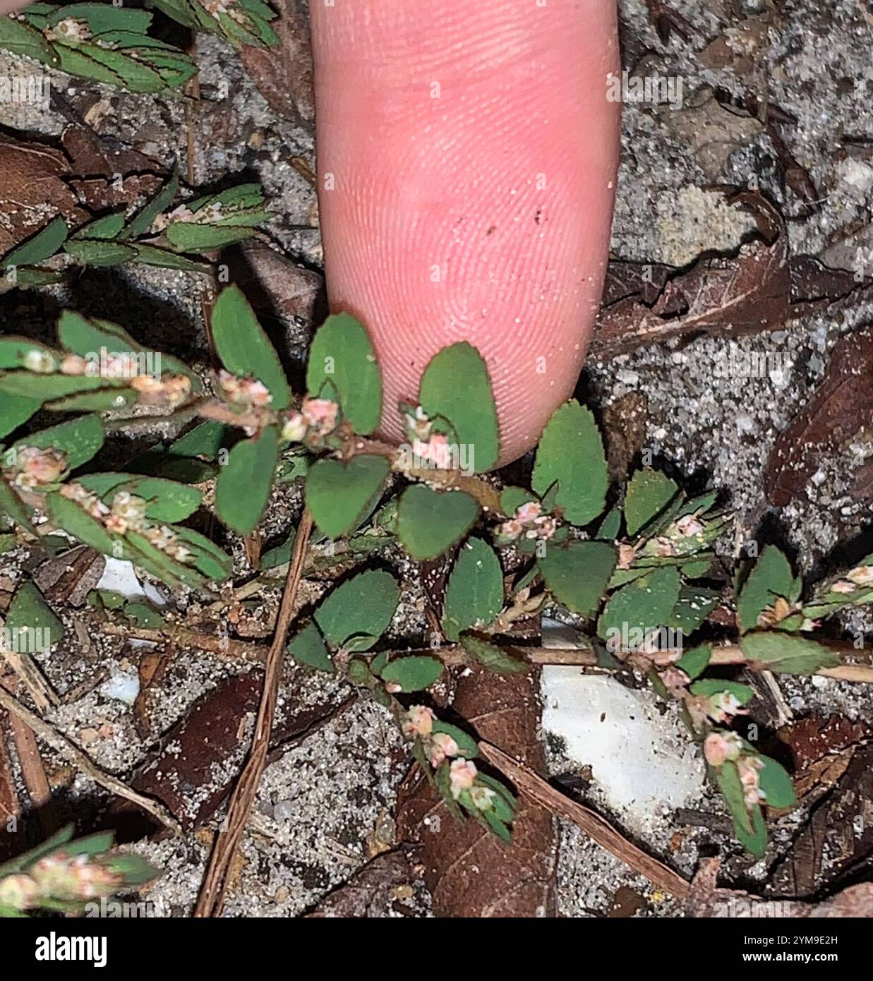 Red Caustic-creeper (Euphorbia thymifolia Stock Photo - Alamy