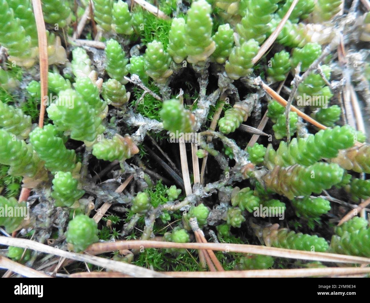 Biting Stonecrop (Sedum acre Stock Photo - Alamy
