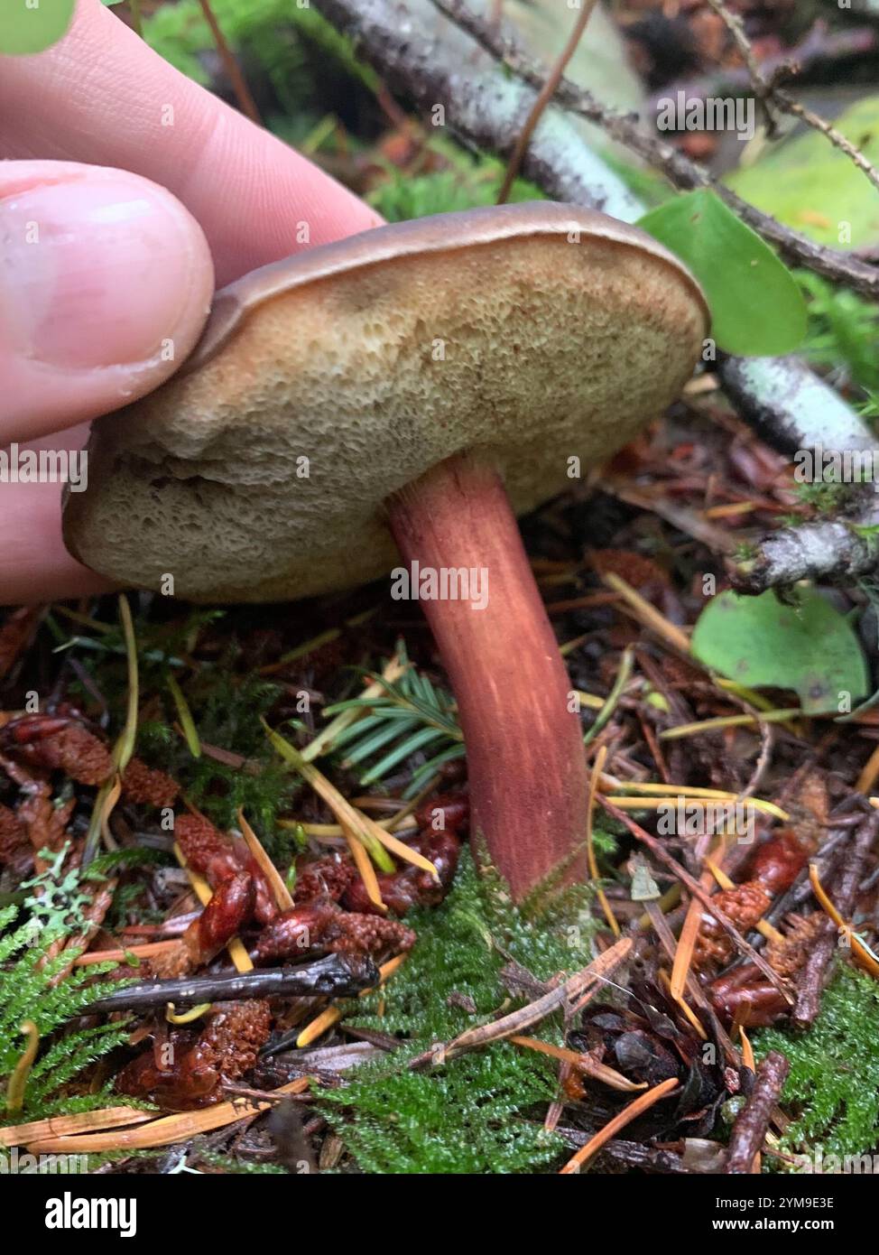 Zeller's bolete (Xerocomellus zelleri Stock Photo - Alamy