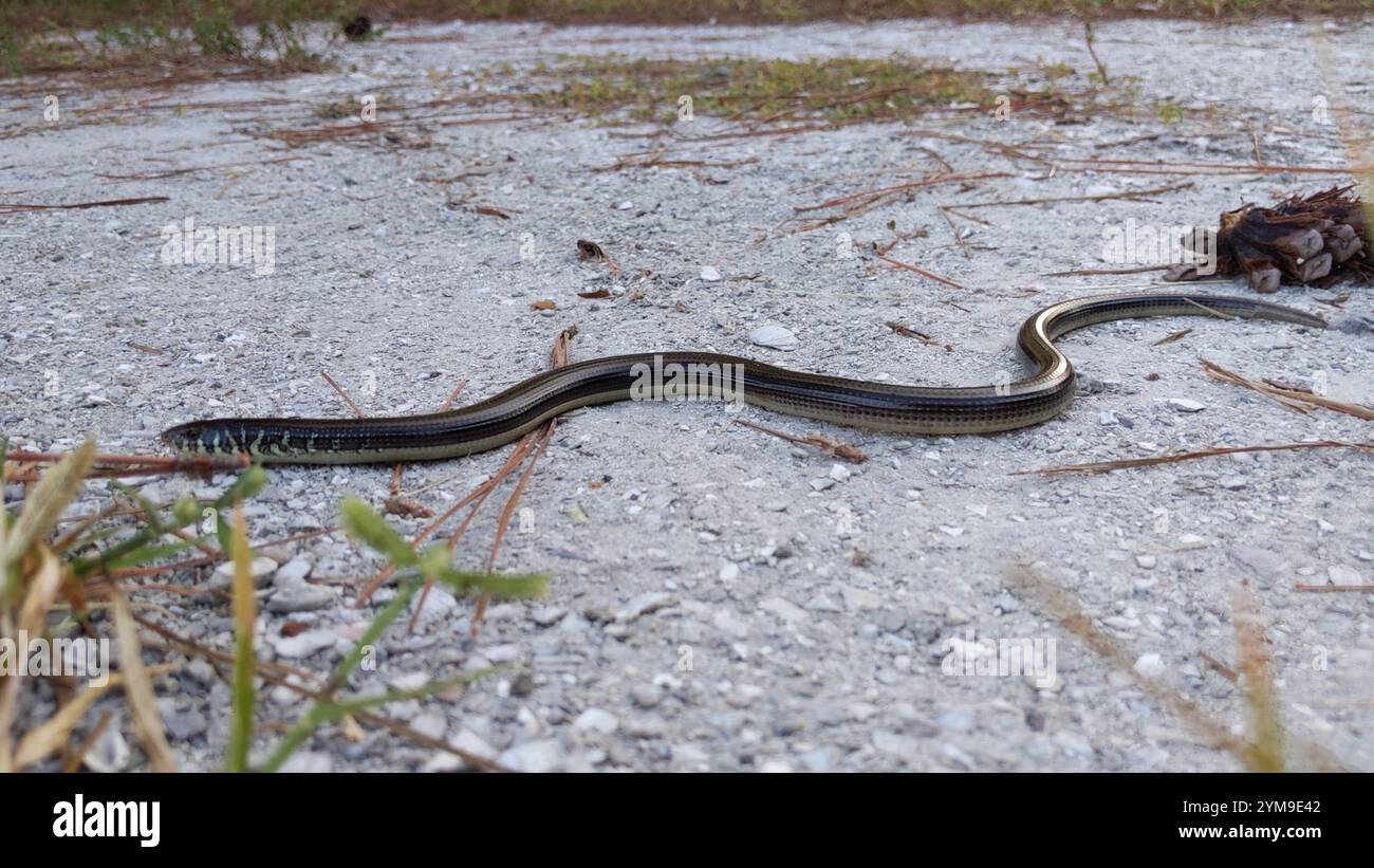 Eastern Glass Lizard (Ophisaurus ventralis Stock Photo - Alamy