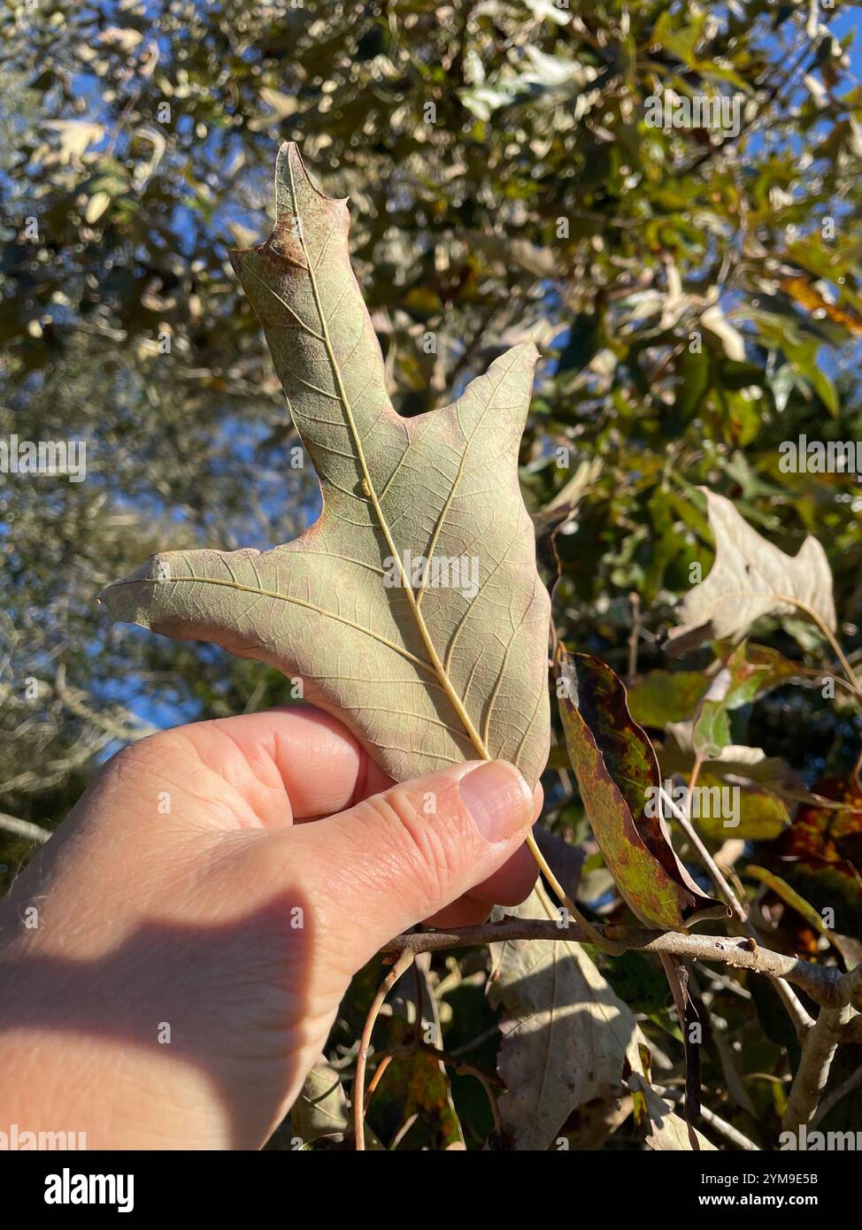 southern red oak (Quercus falcata Stock Photo - Alamy