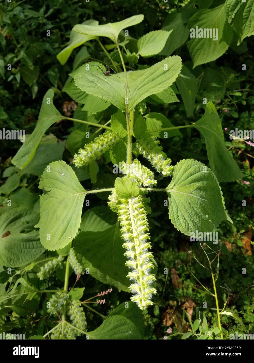 beefsteak plant (Perilla frutescens Stock Photo - Alamy