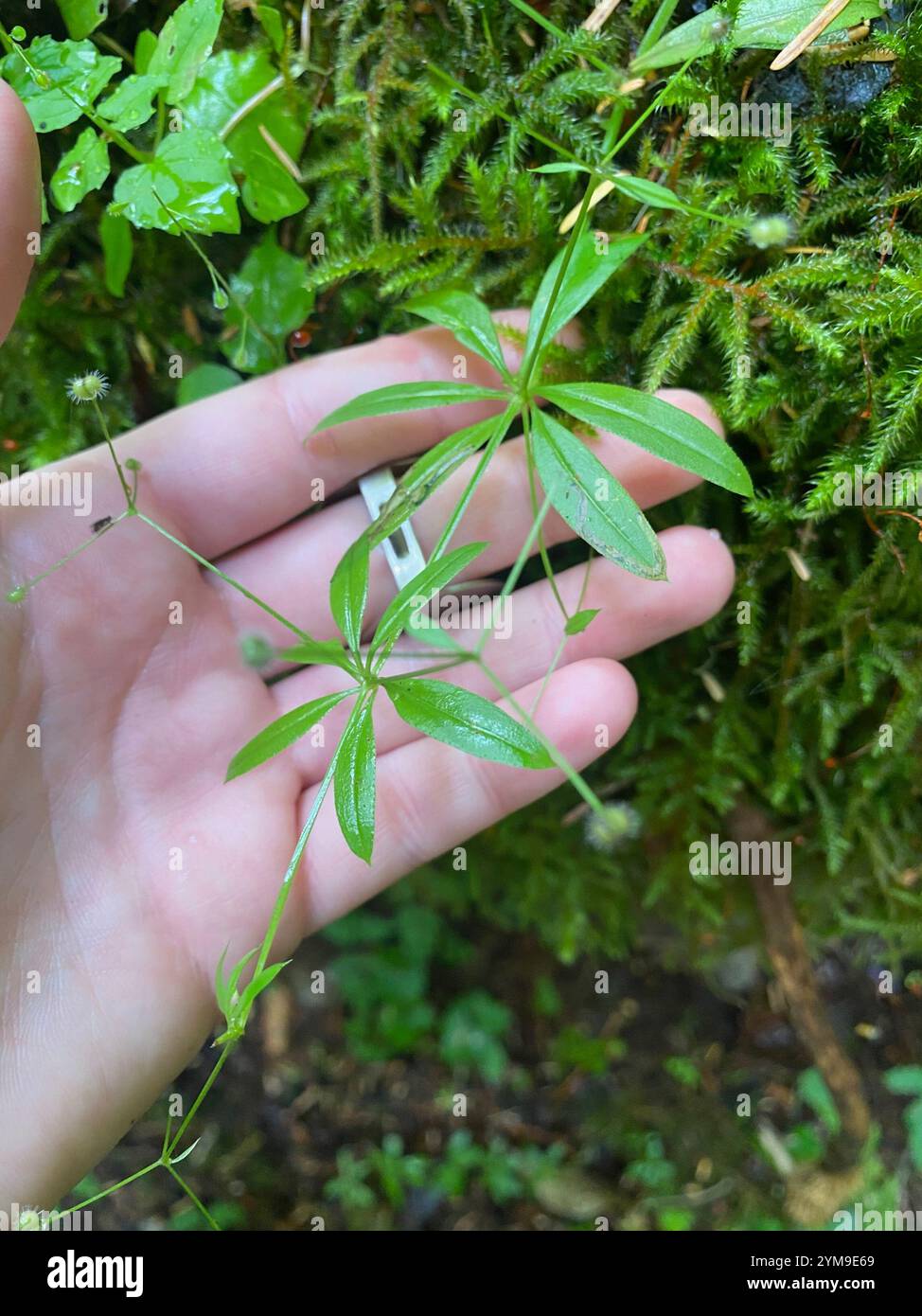 fragrant bedstraw (Galium triflorum Stock Photo - Alamy