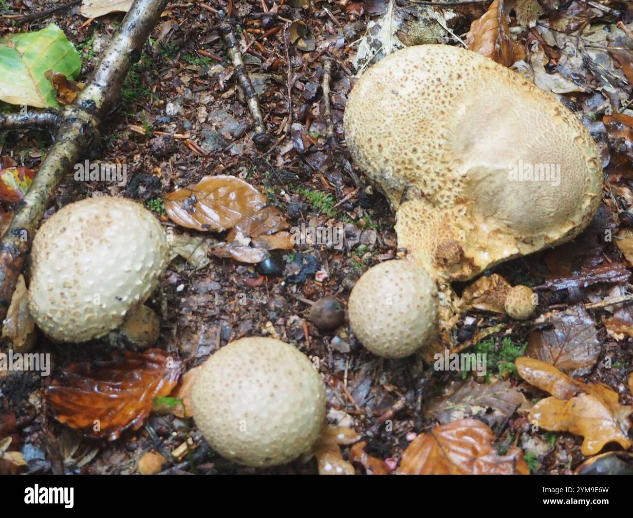 common earthball (Scleroderma citrinum Stock Photo - Alamy