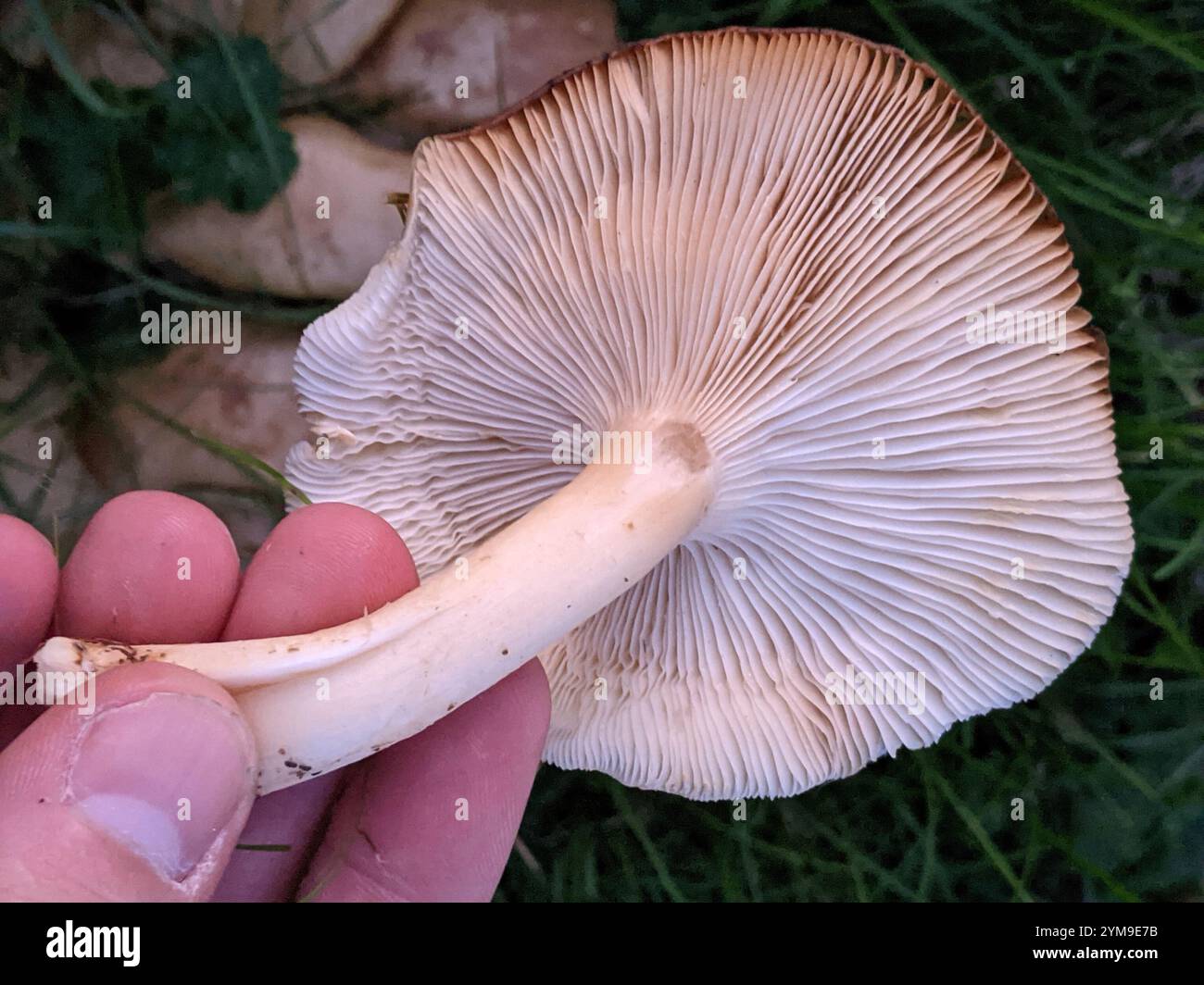 Common Gilled Mushrooms and Allies (Agaricales Stock Photo - Alamy