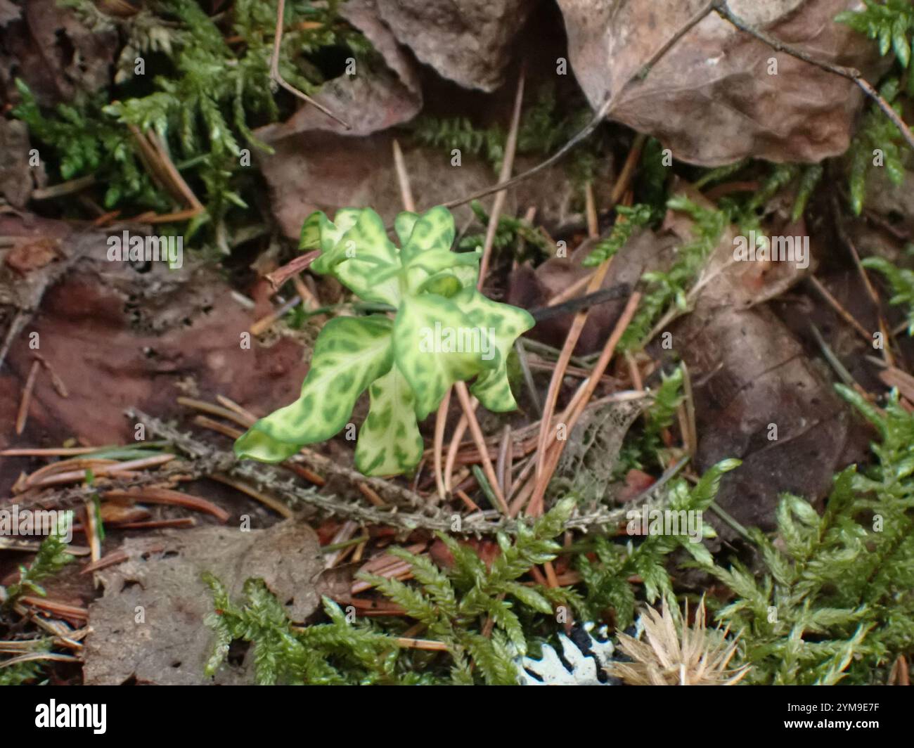 Northern Comandra (Geocaulon lividum Stock Photo - Alamy