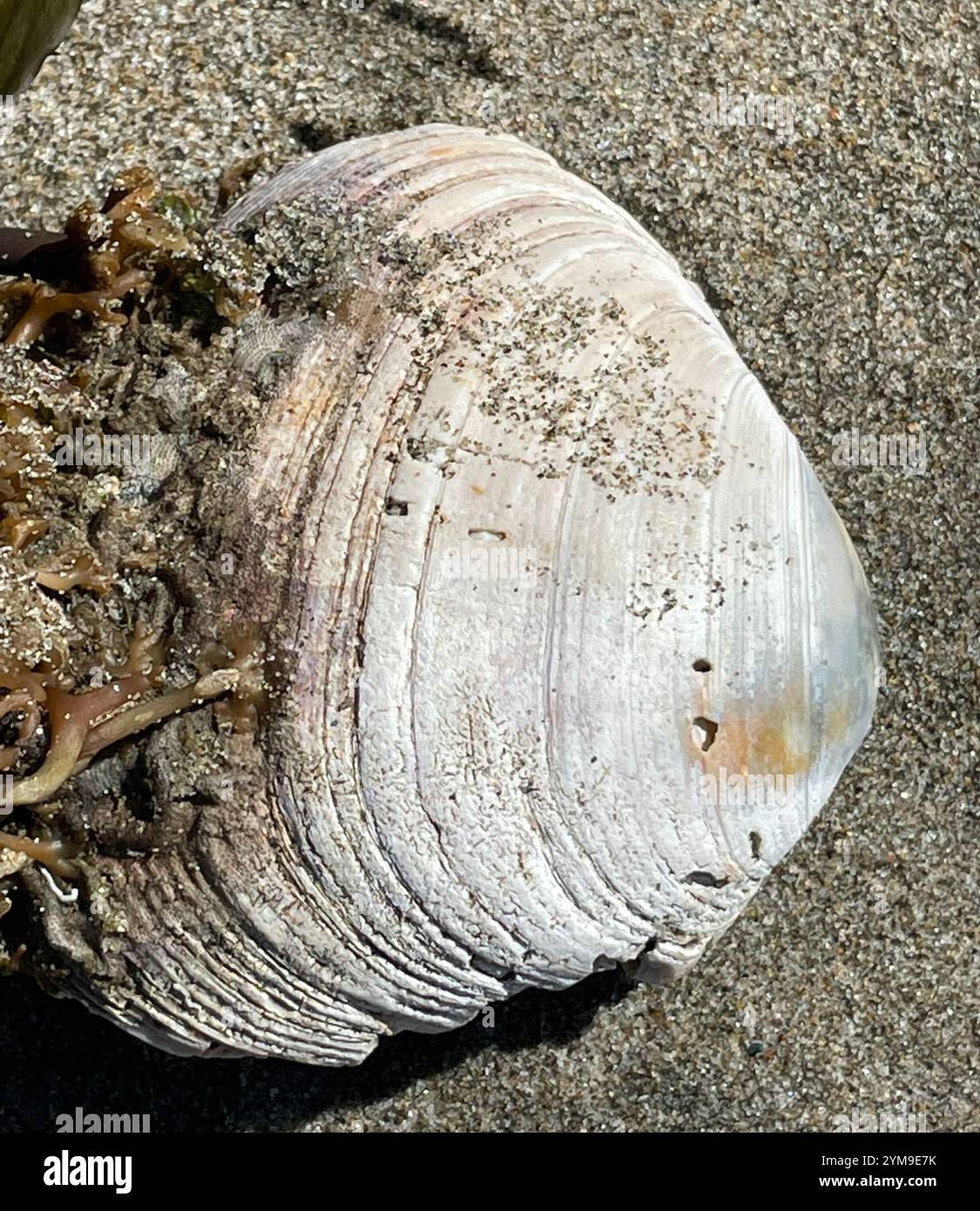 Thylacodes hi-res stock photography and images - Alamy