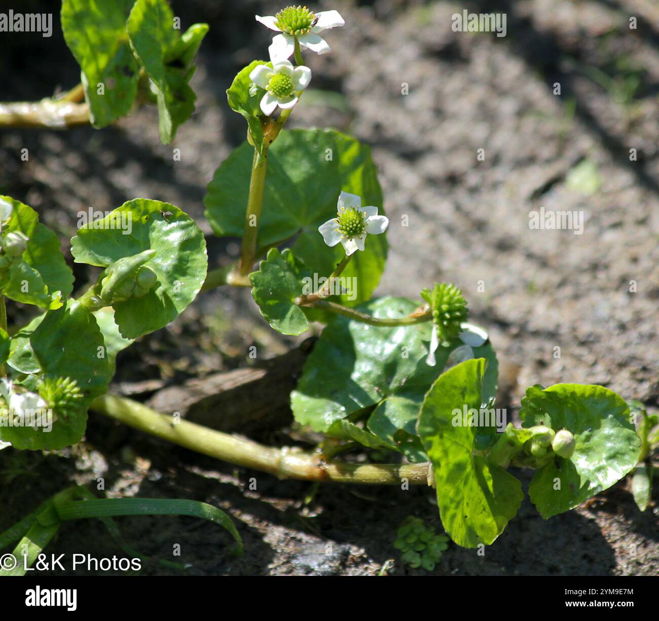 Floating Marsh-marigold (Caltha natans Stock Photo - Alamy
