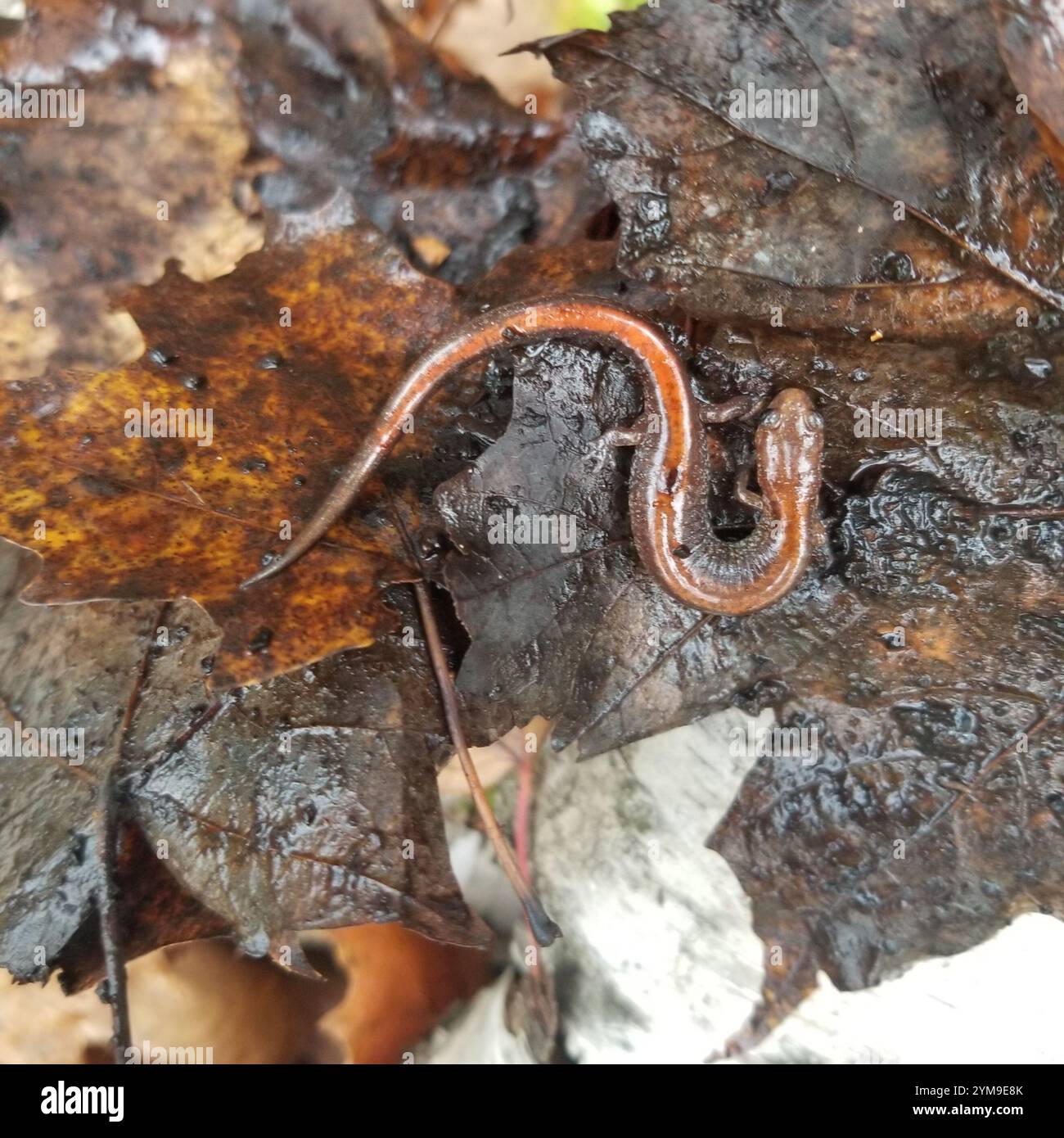 Eastern Red-backed Salamander (Plethodon cinereus Stock Photo - Alamy