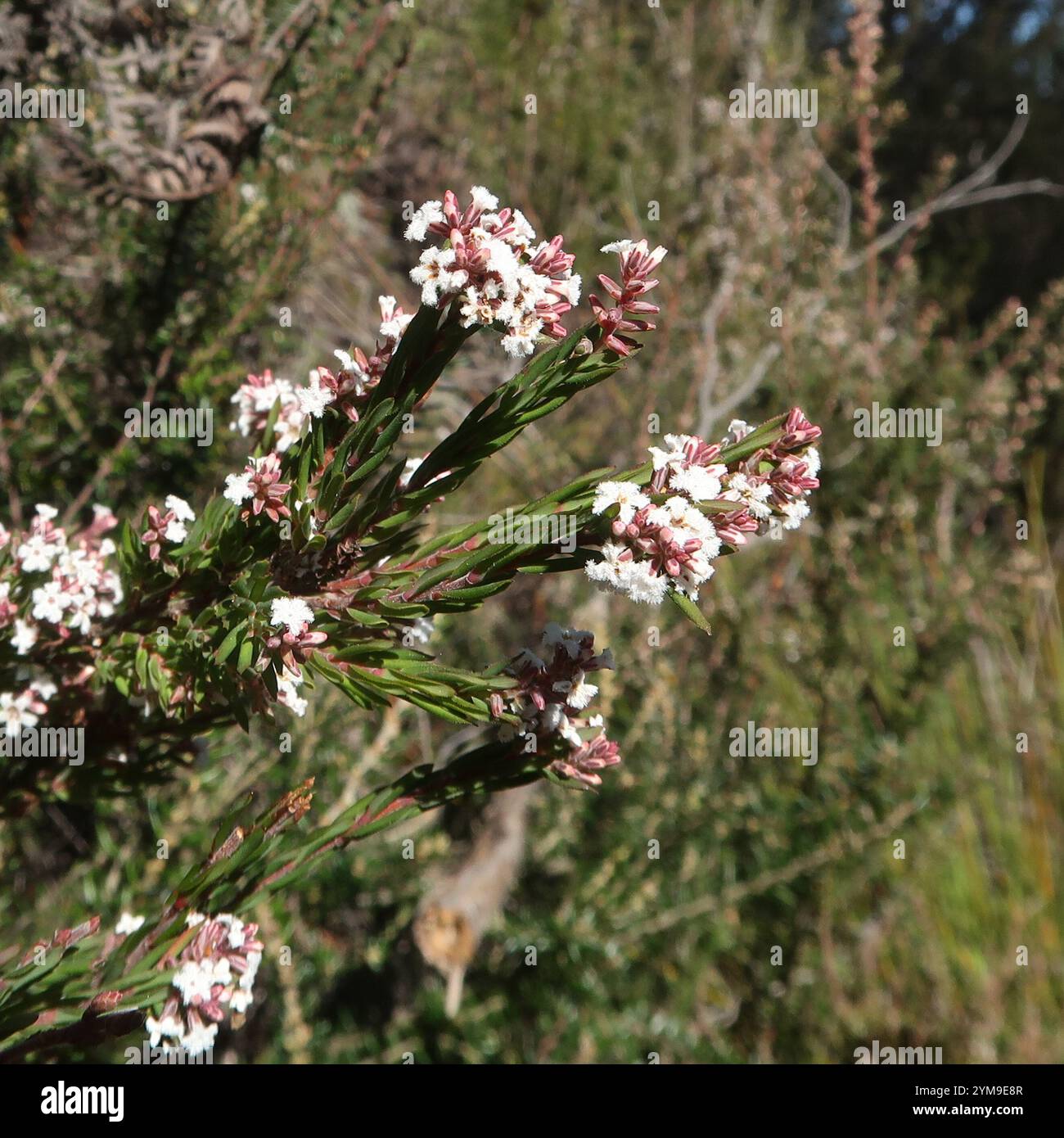 Fringed Beard-heath (Leucopogon collinus Stock Photo - Alamy