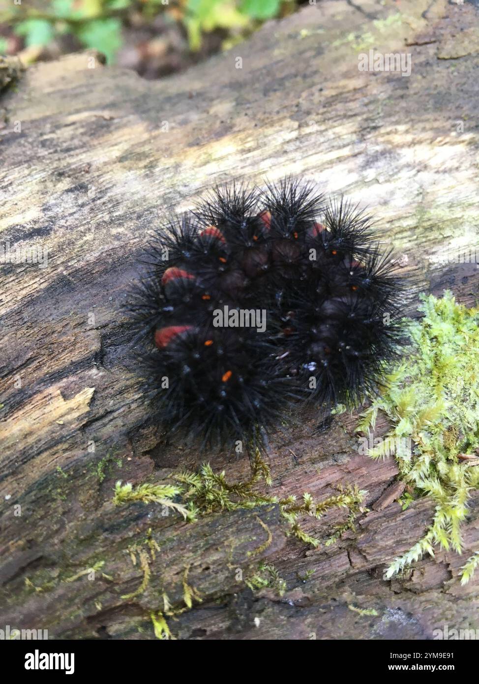 Giant Leopard Moth (Hypercompe scribonia Stock Photo - Alamy