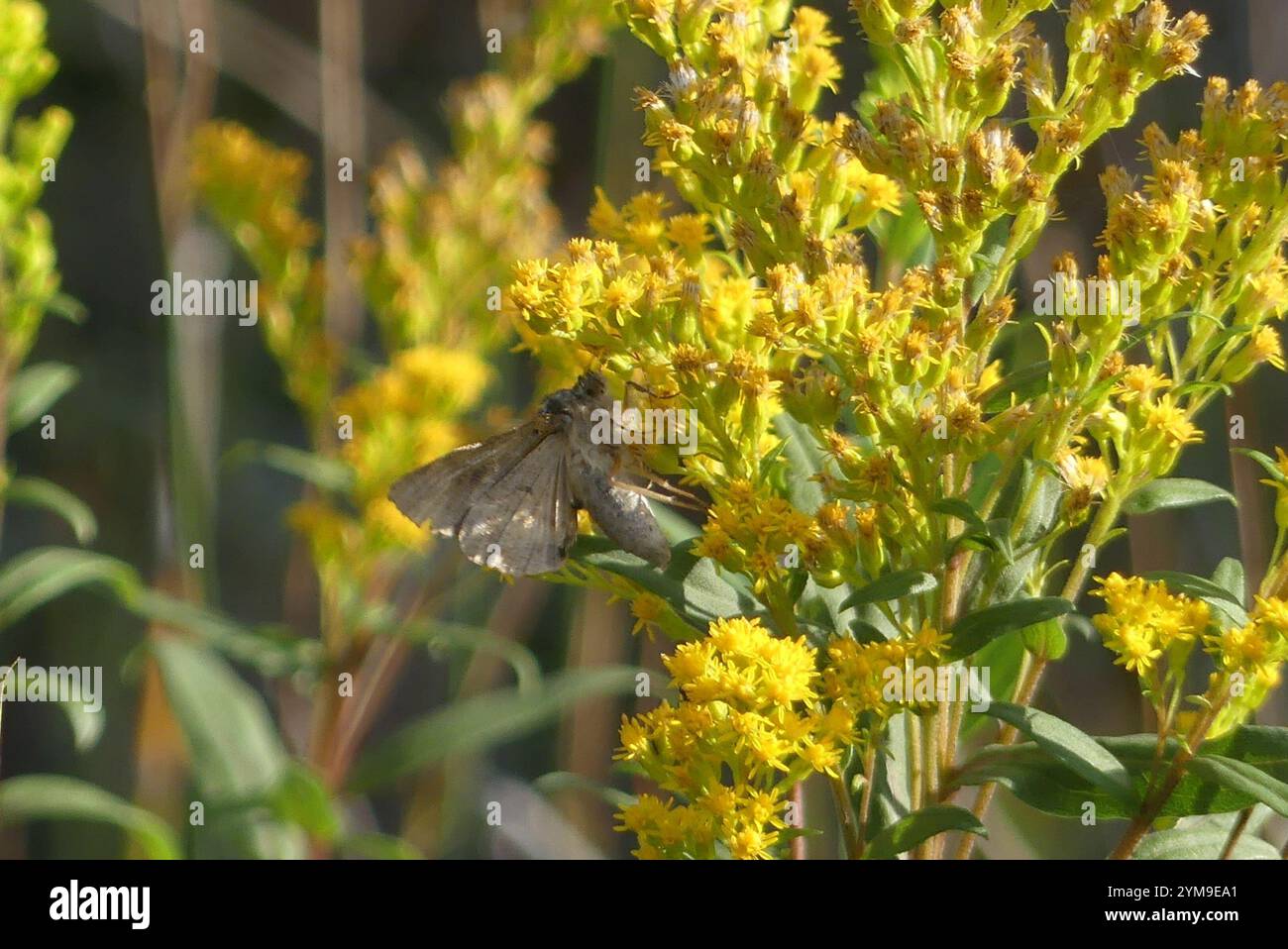 Plusiine Looper Moths (Plusiinae Stock Photo - Alamy