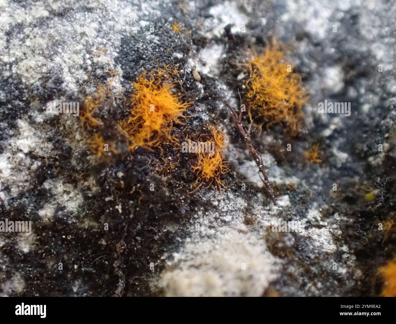 orange terrestrial algae (Trentepohliaceae Stock Photo - Alamy