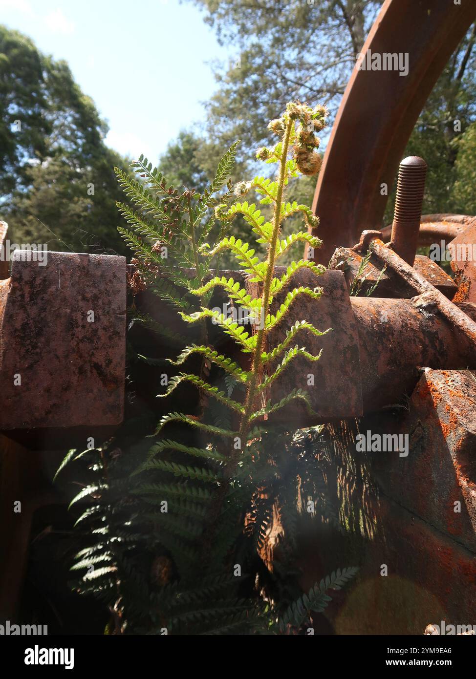 mother shield-fern (Polystichum proliferum Stock Photo - Alamy
