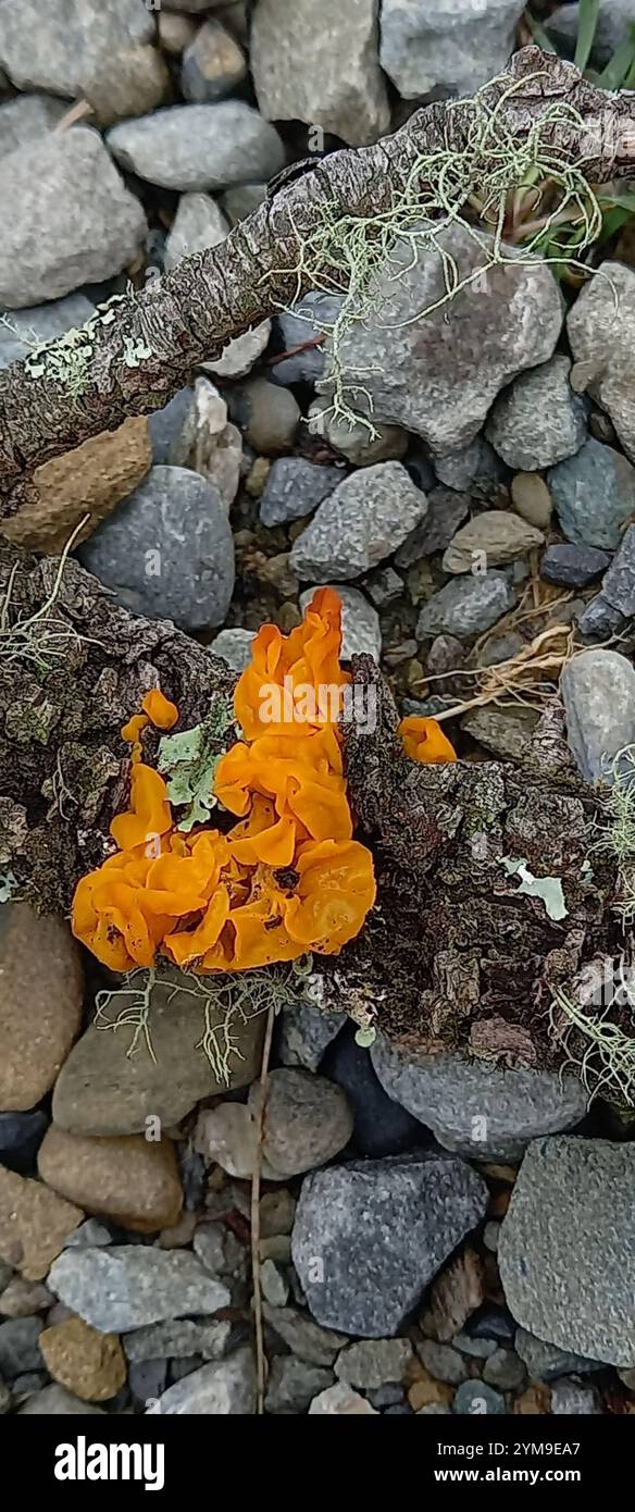 witch's butter (Tremella mesenterica Stock Photo - Alamy