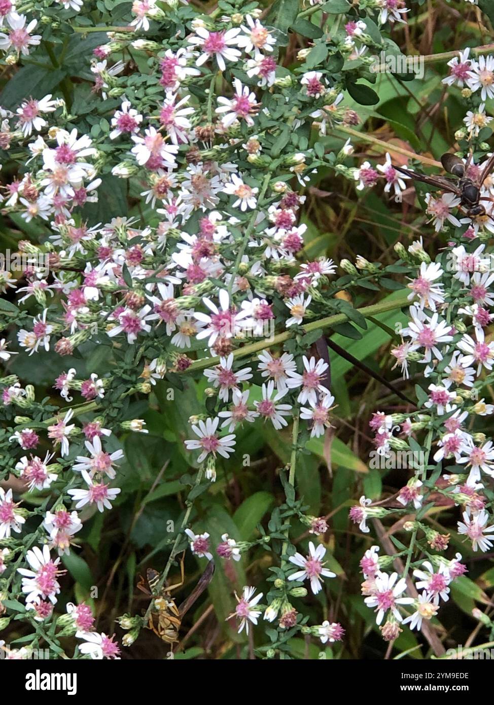 calico aster (Symphyotrichum lateriflorum Stock Photo - Alamy