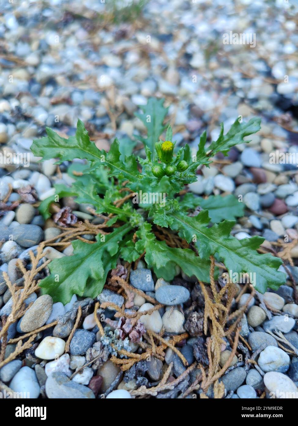 common groundsel (Senecio vulgaris Stock Photo - Alamy