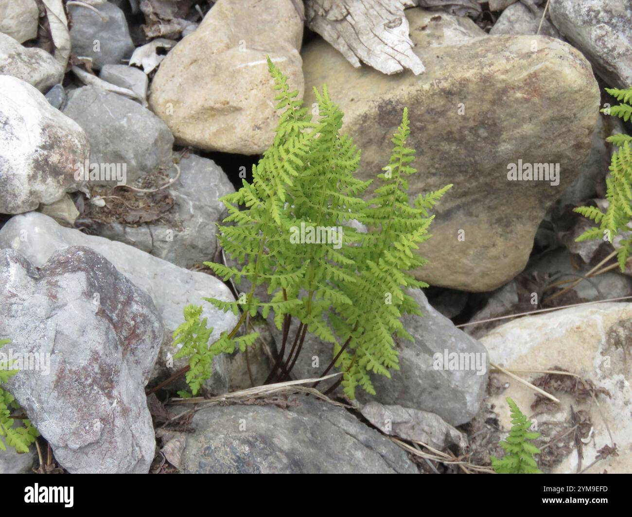 fragile ferns (Cystopteris Stock Photo - Alamy
