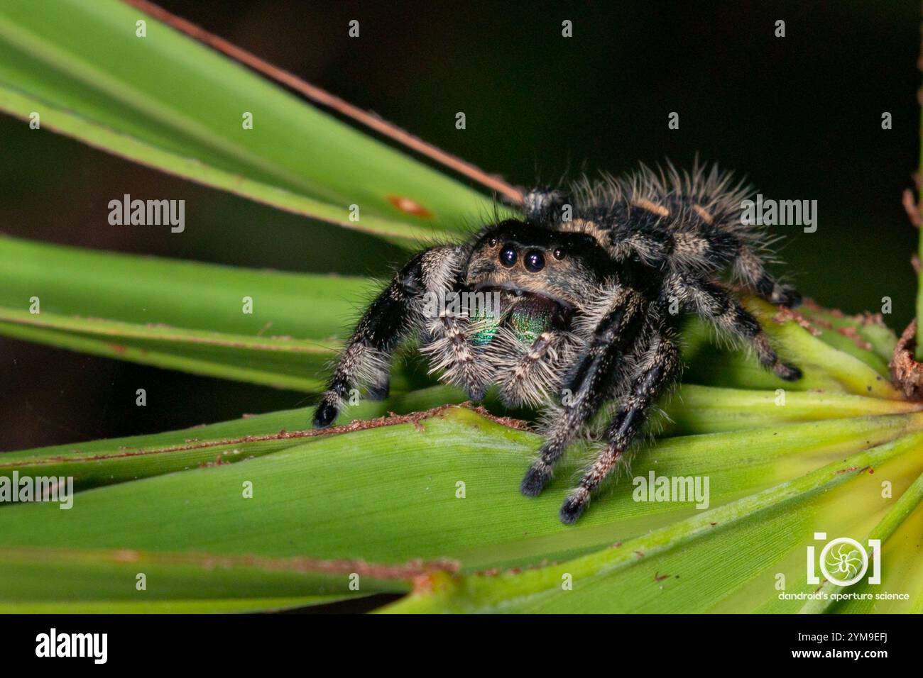 Regal Jumping Spider (Phidippus regius Stock Photo - Alamy