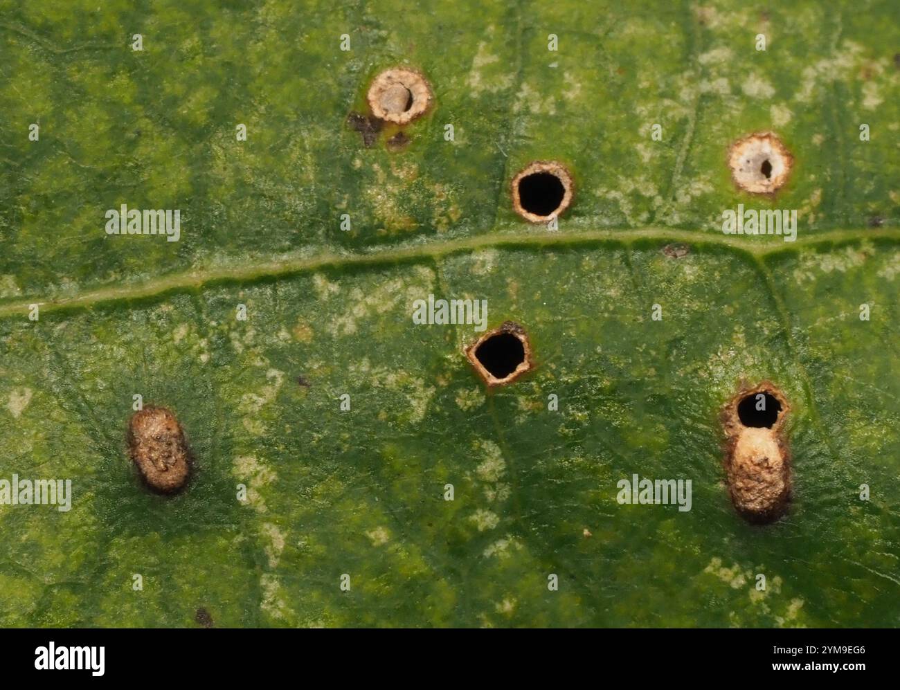 oak flake gall wasp (Neuroterus quercusverrucarum Stock Photo - Alamy