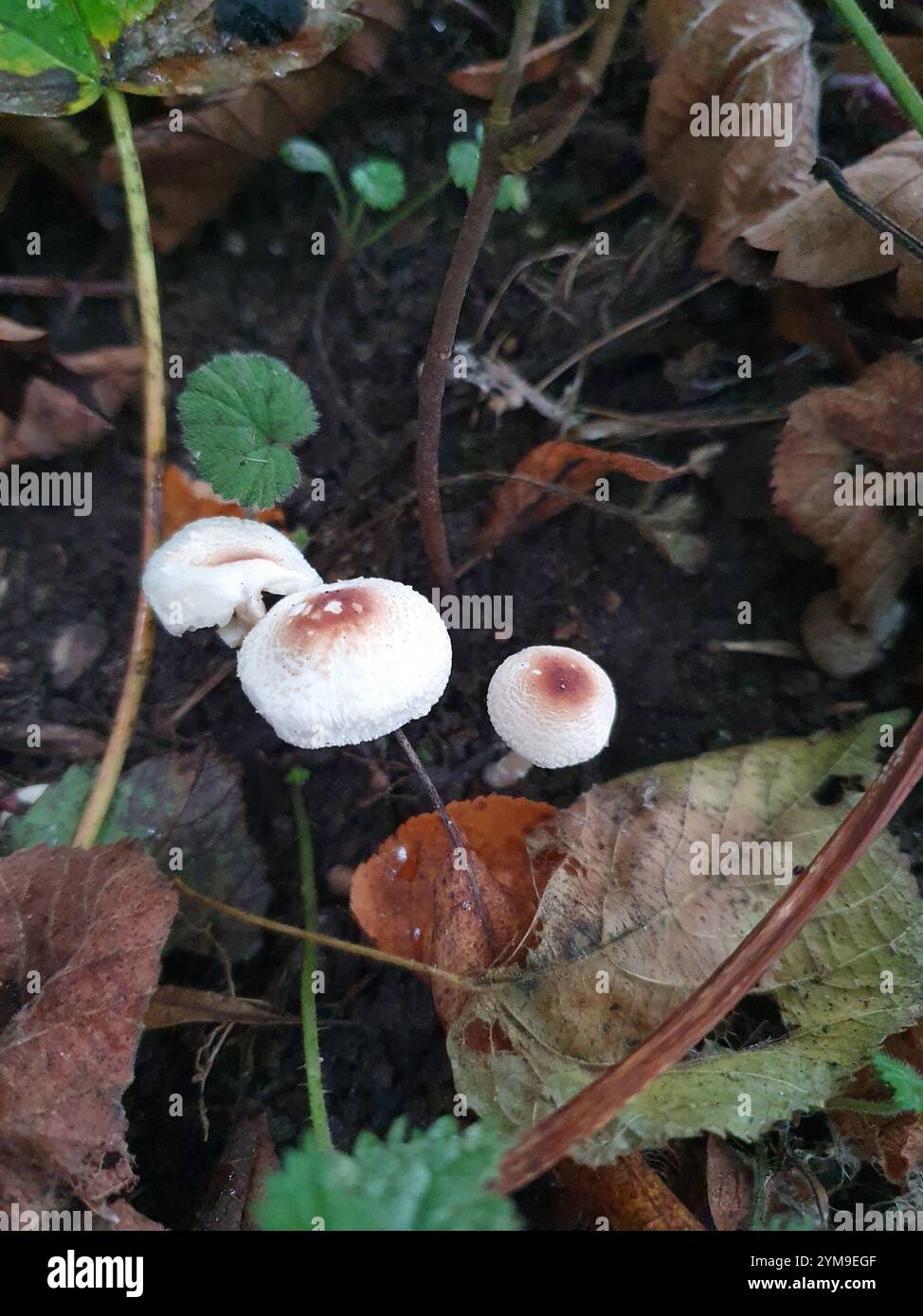 Lepiota cristata hi-res stock photography and images - Alamy