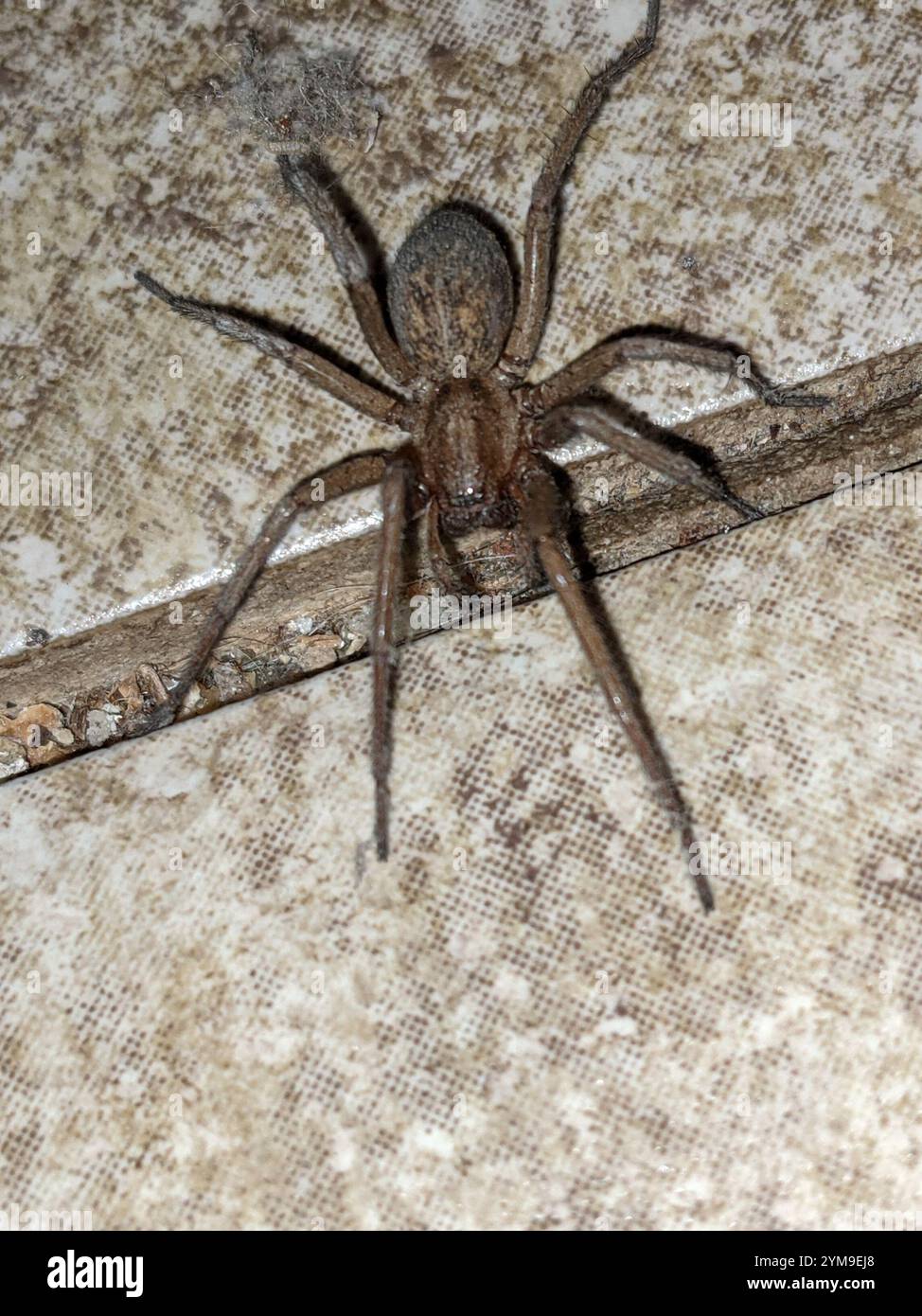 Hobo Spider (Eratigena agrestis Stock Photo - Alamy