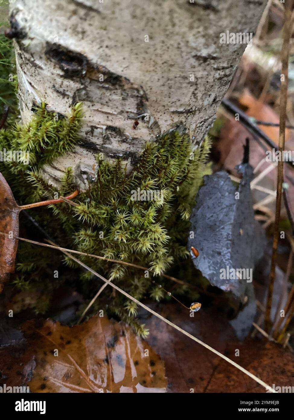 ribbed bog moss (Aulacomnium palustre Stock Photo - Alamy