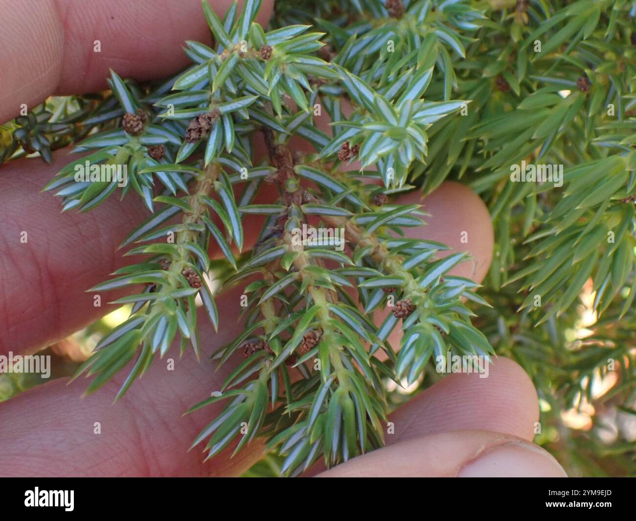 common juniper (Juniperus communis Stock Photo - Alamy