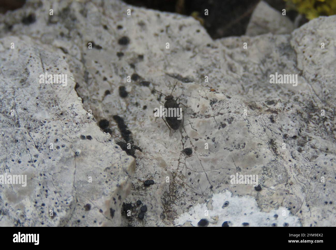 True Bugs (Heteroptera Stock Photo - Alamy